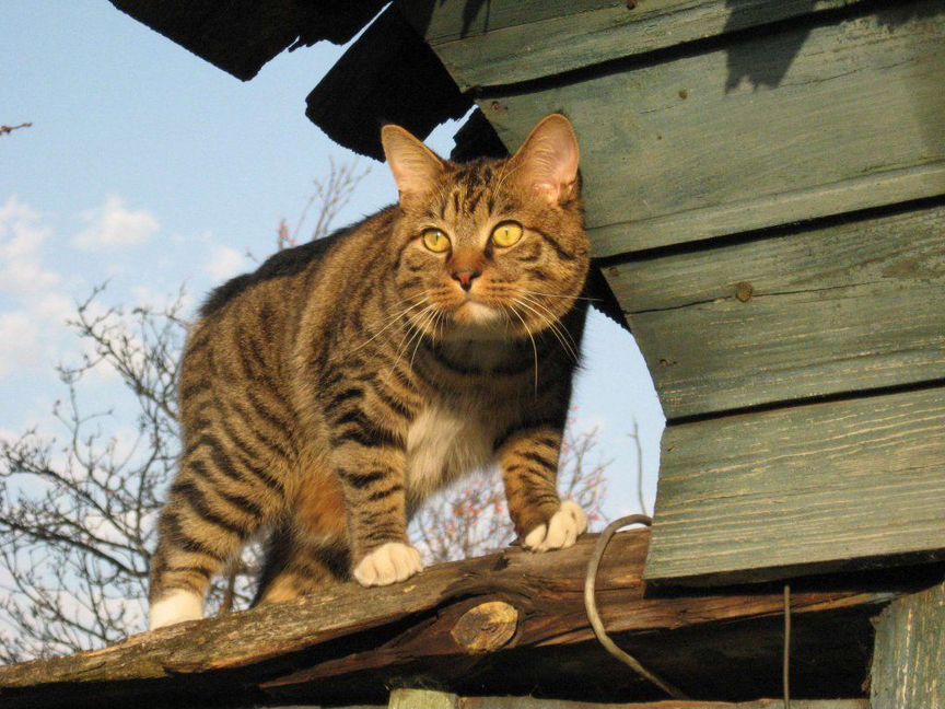 Котенок курильского бобтейла