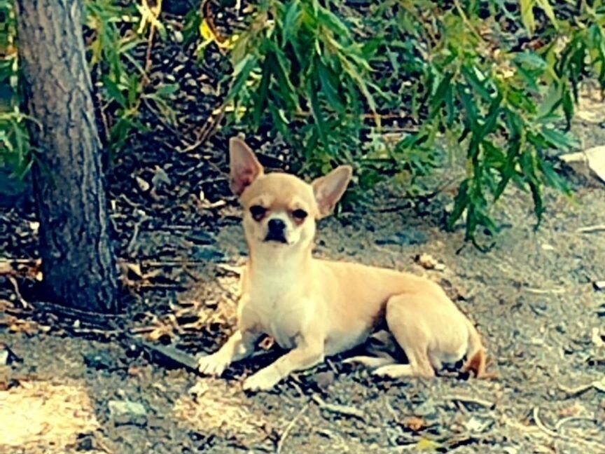 Вязка кобель чихуахуа