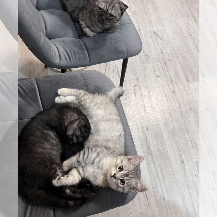 Котята