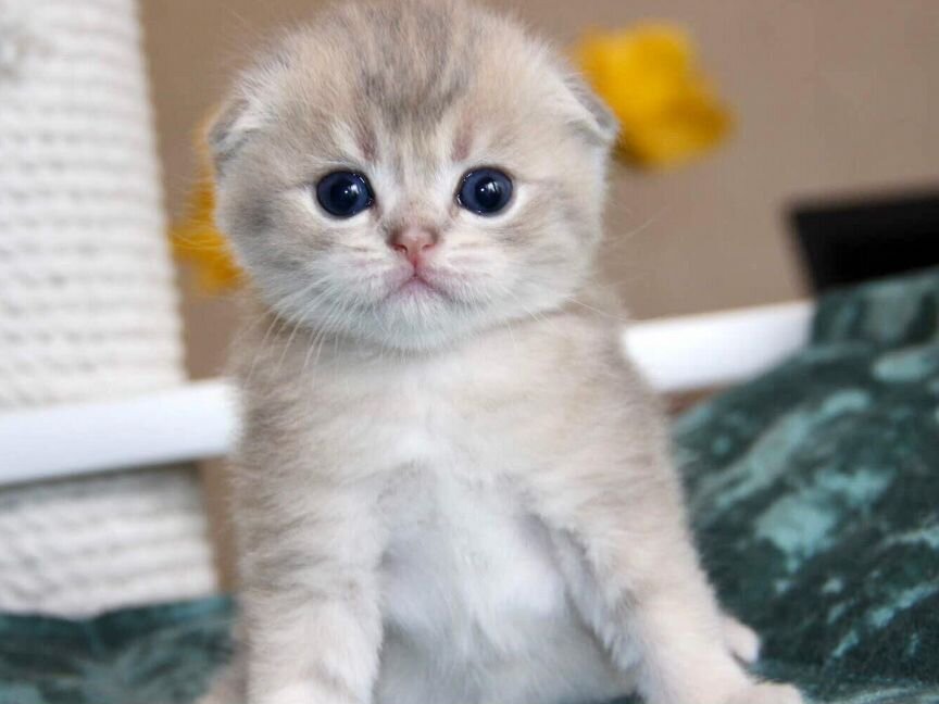 Элитный шотландский фолд котик