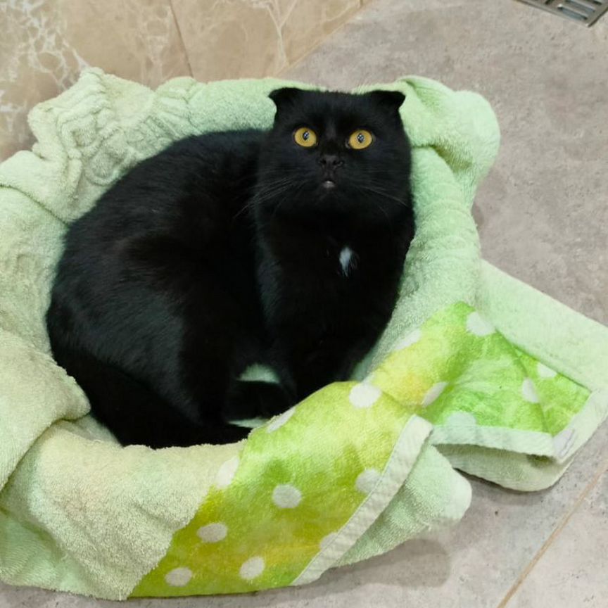 В добрые руки