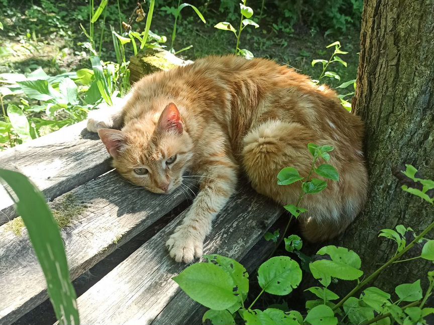 Рыжая кошечка ищет дом