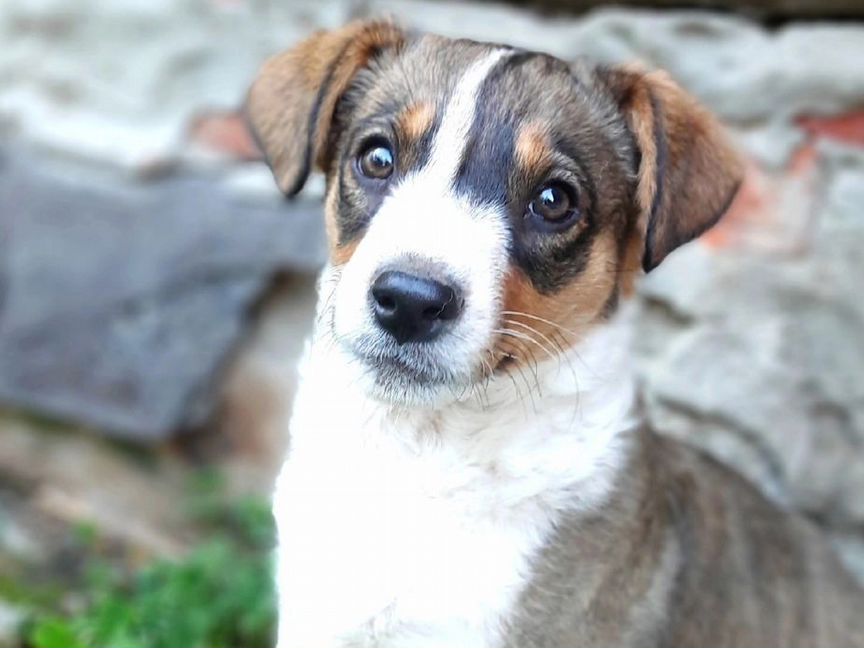 В добрые руки