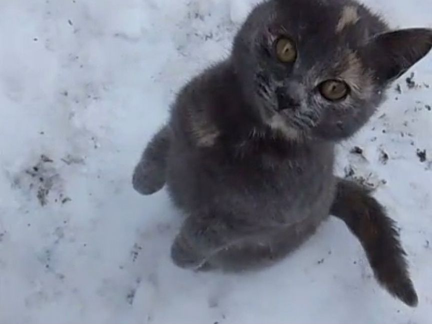 Британские метисы котята