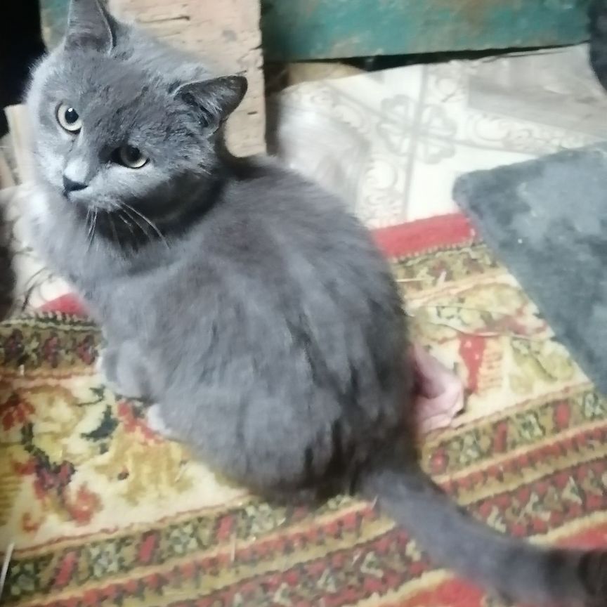 Котик в добрые руки