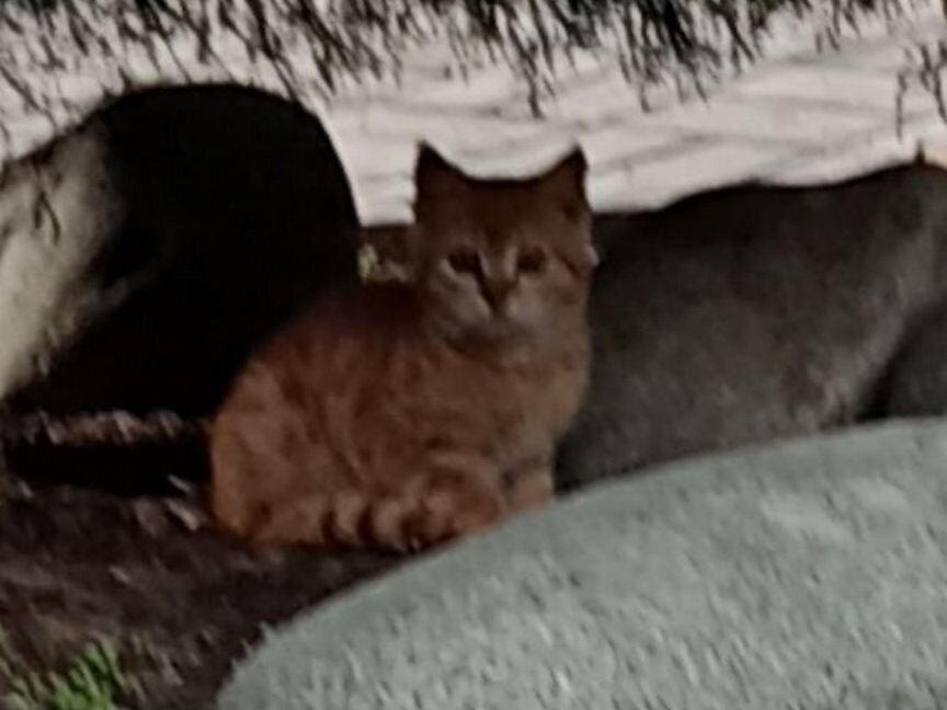 Кошка
