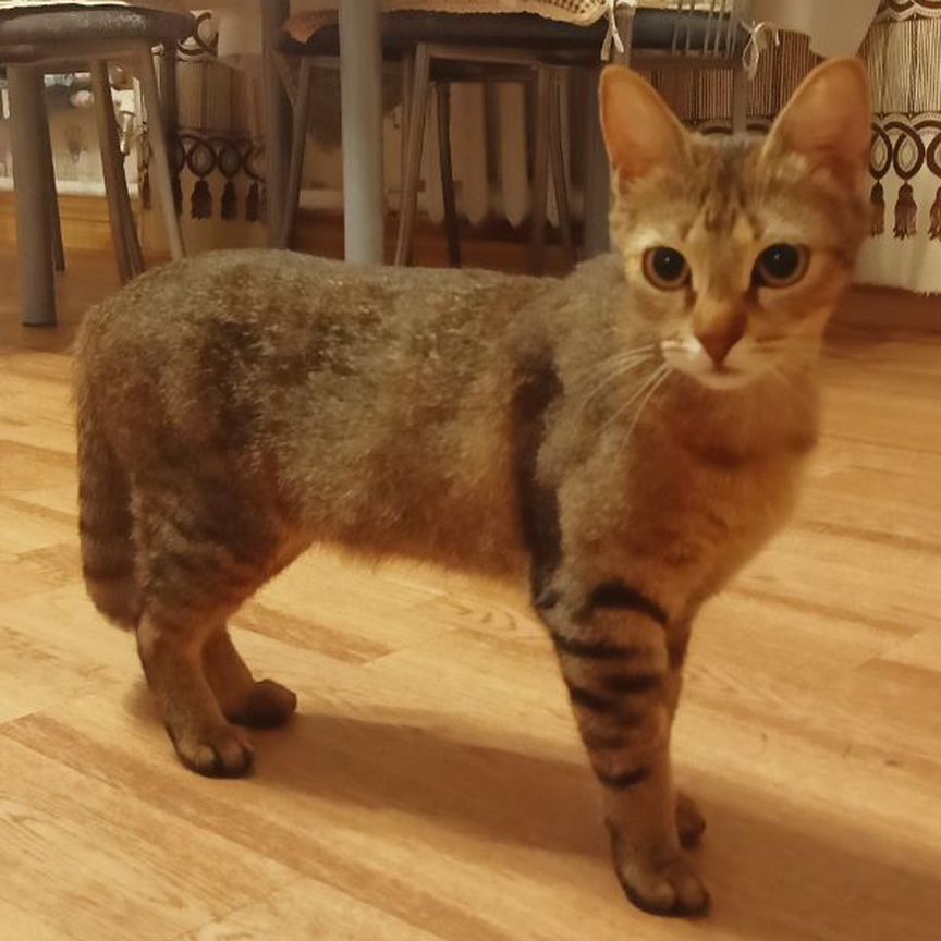 Кошечка в добрые руки