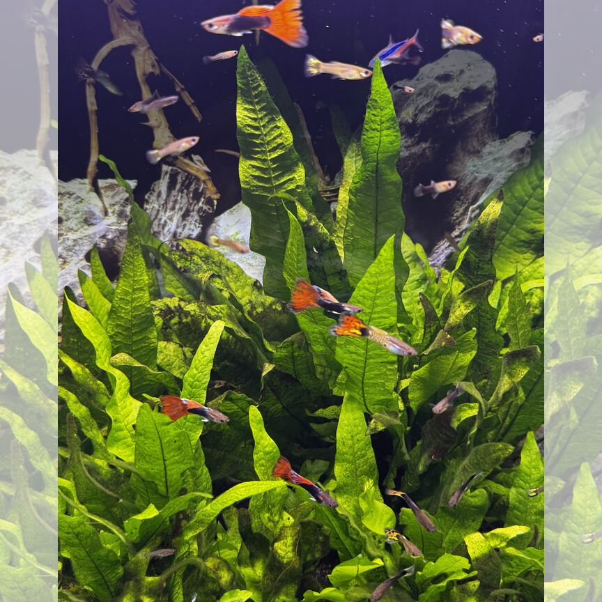 Аквариумные рыбки Гуппи микс