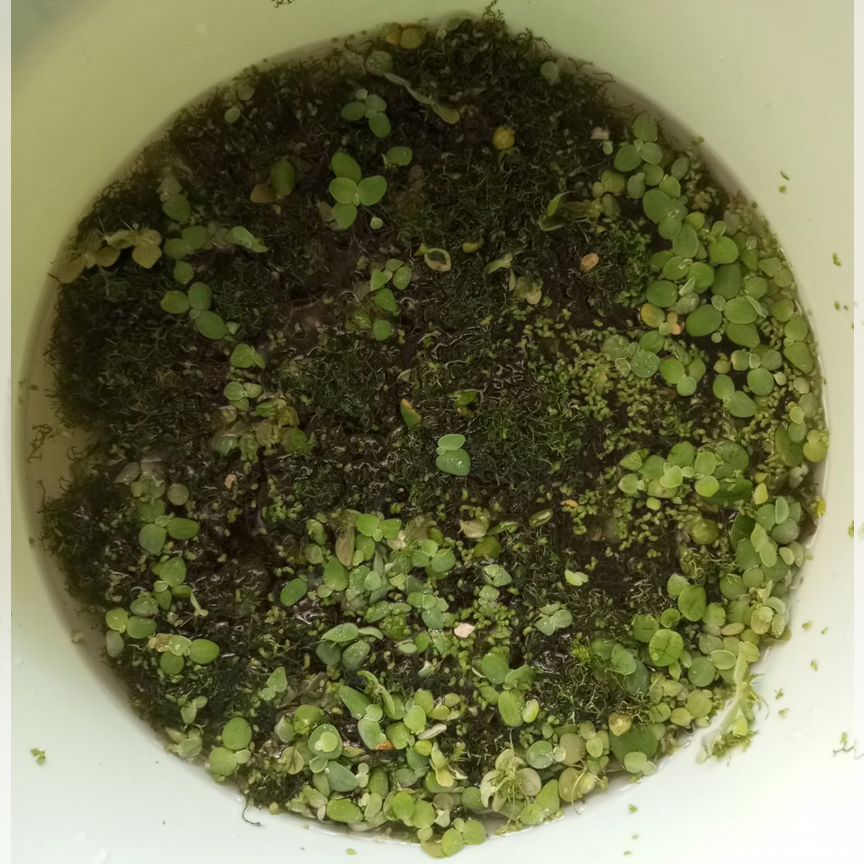 Риччия, Ряска,Пистия