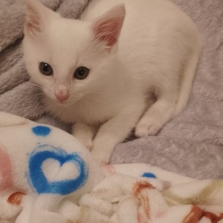 Котёнок (девочка)