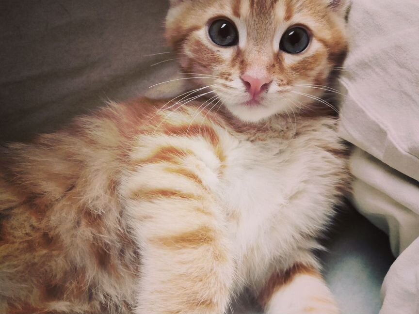 Котята рыжие, пестрые бесплатно