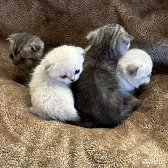 Шотландские висхоухие котята