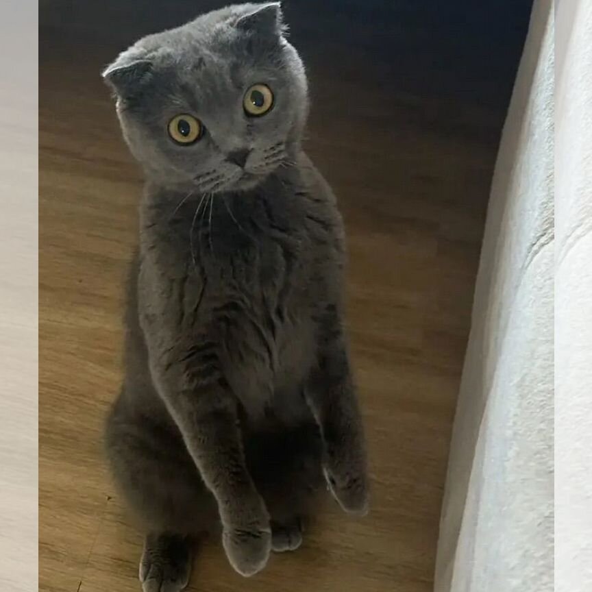 Взрослая, кошка в добрые руки