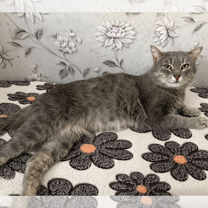 Взрослый кот в добрые руки