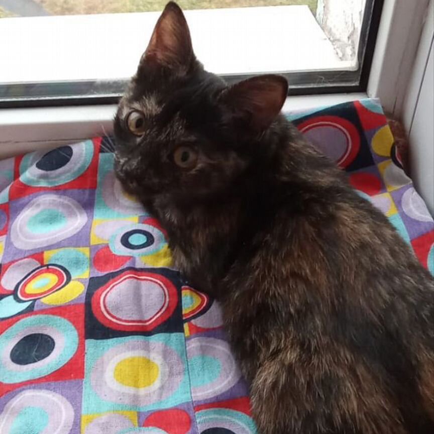 Котенок черепахового окраса