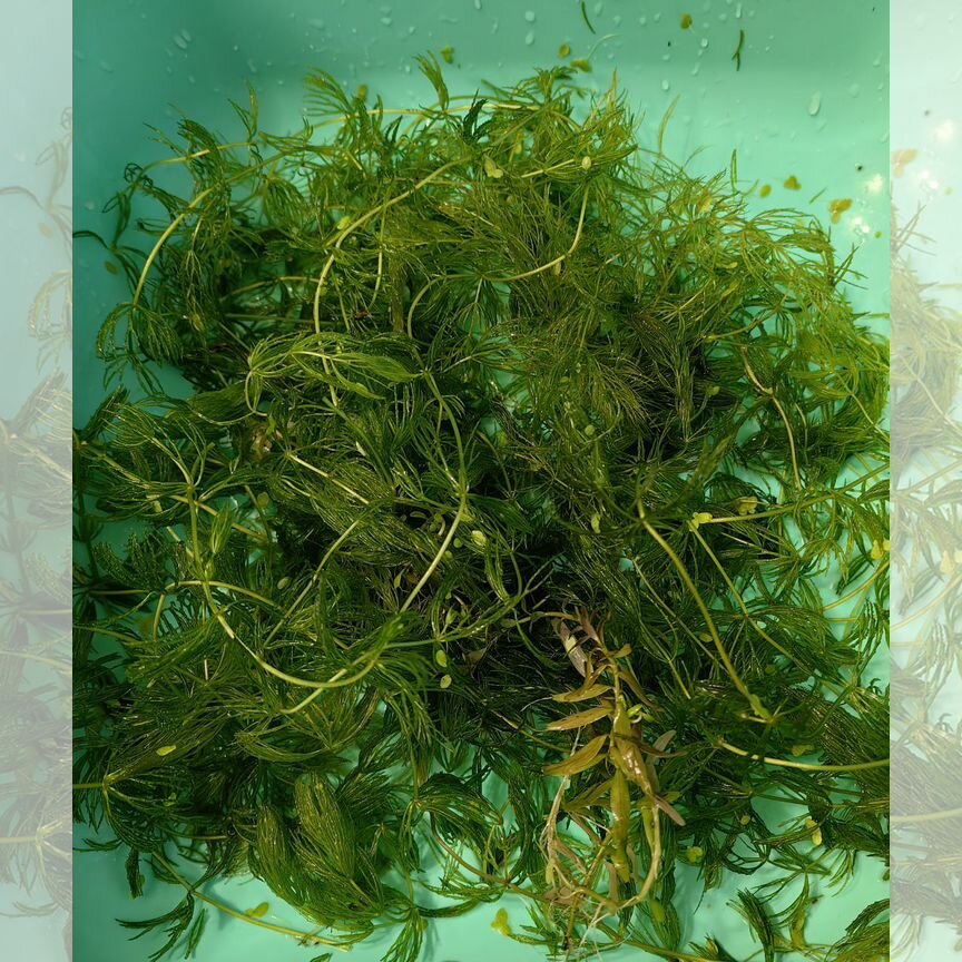 Водоросли аквариумные роголистник штук 8