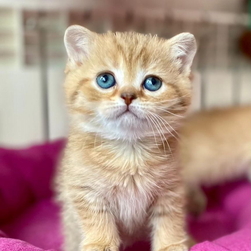 Шотладский котёнок. Девочка