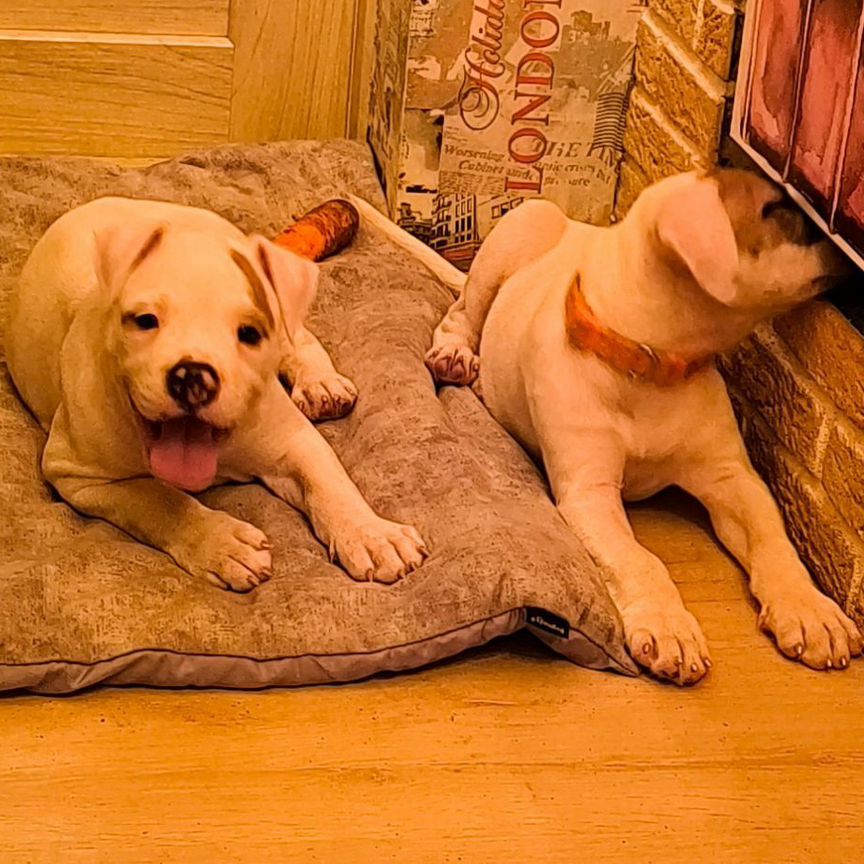 Американский стаффордширский терьер, щенок