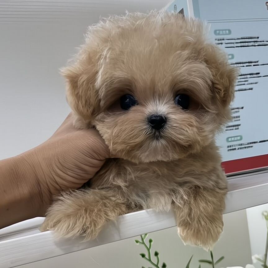 Мальтипу, щенок