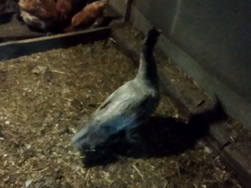 Селезень мускусной утки