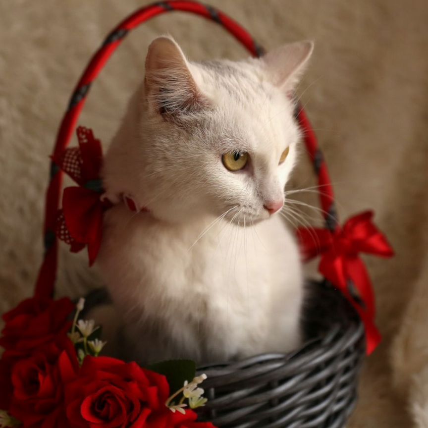 Кошка белая с серебром ласковая 1 год