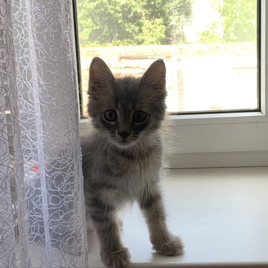 Котенок девочка в добрые руки
