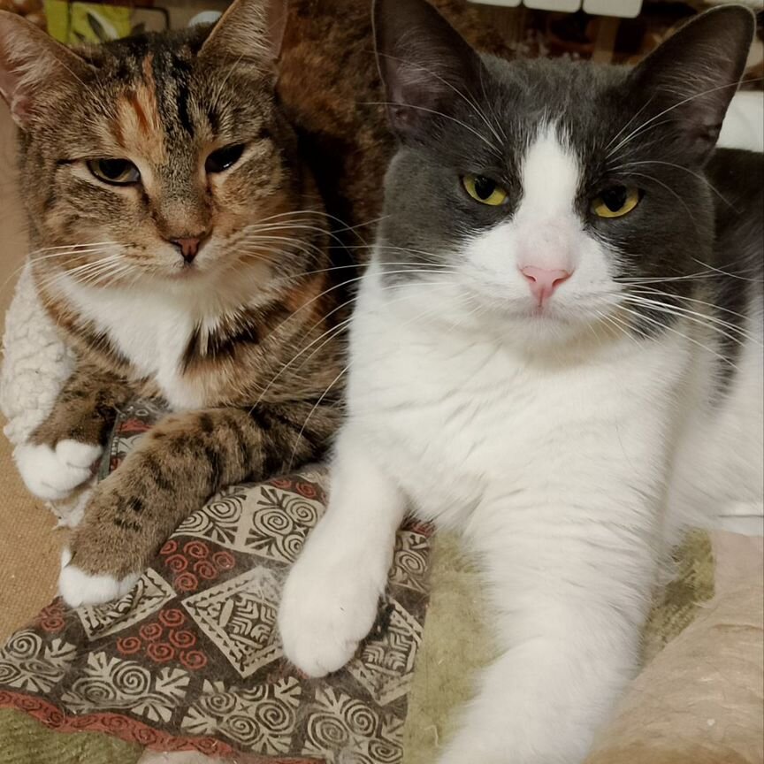 Кот и кошка без дома