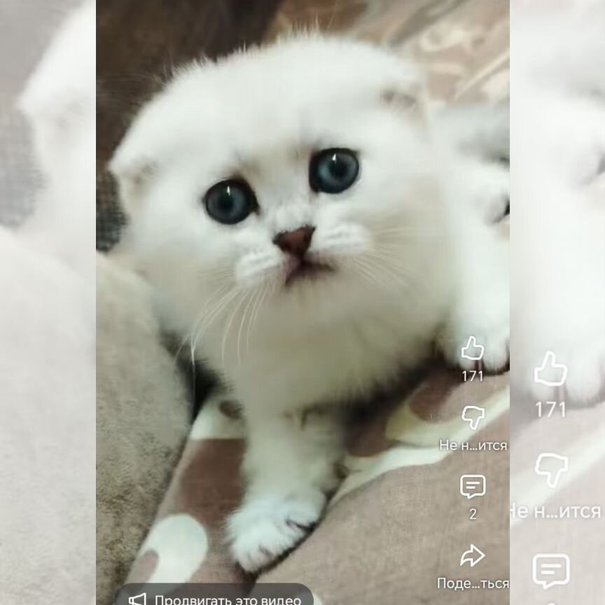 Шотландский вислоухий короткошёрстный котёнок
