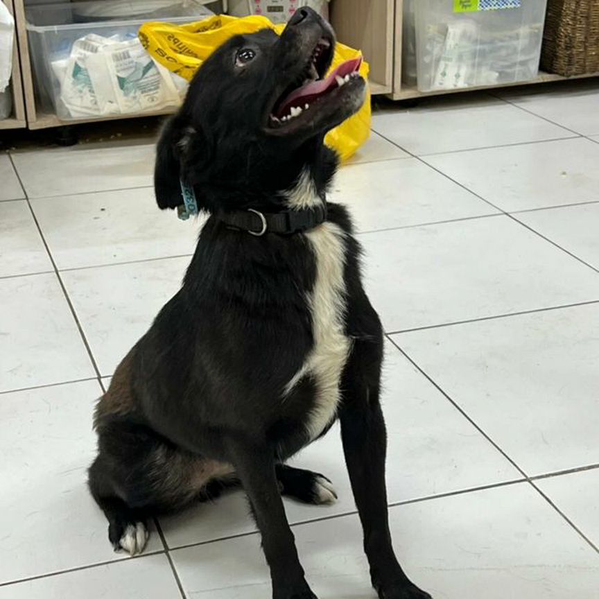 Бронь Курносая собачка ищет дом