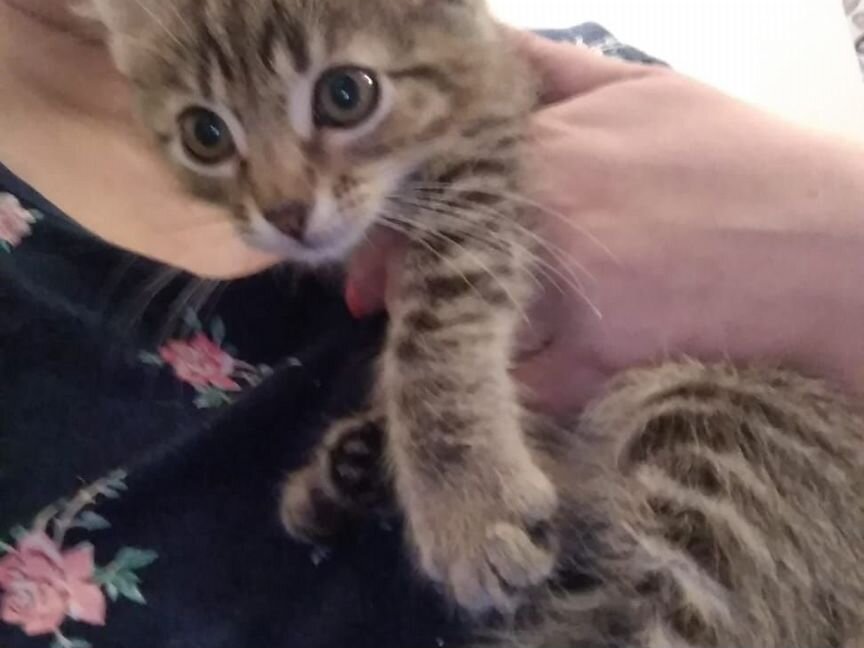Котенок 1,5 месяца, мальчик