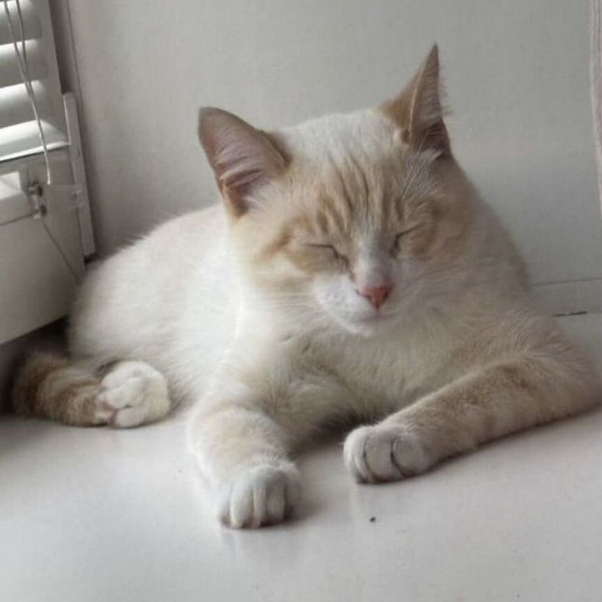 Отдам котика в добрые руки