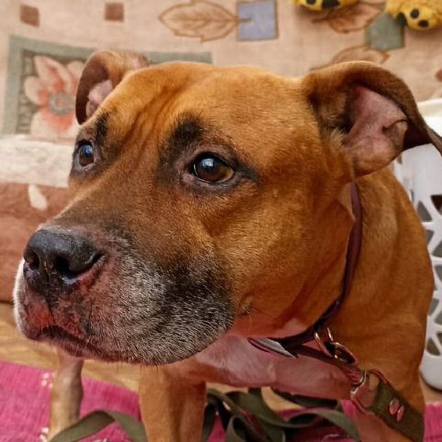 Ищем старых или новых хозяев питбуль