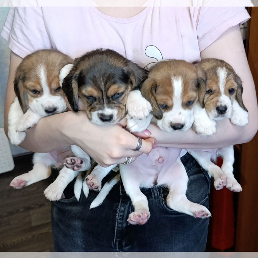 Бигль-харьер, щенок