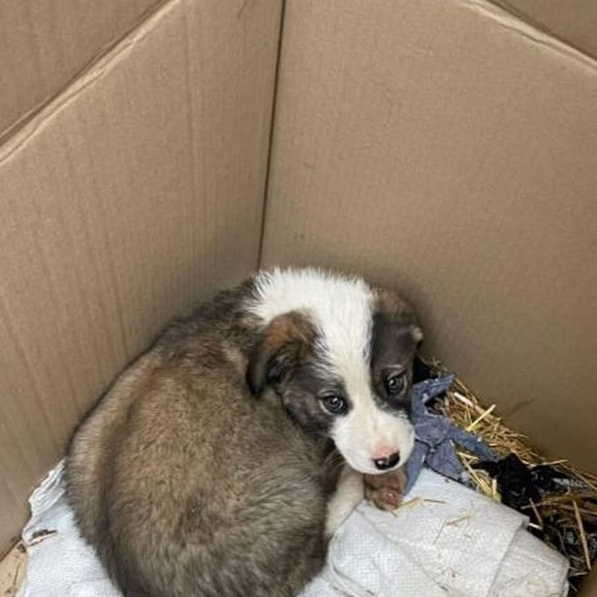 Щенок в добрые руки