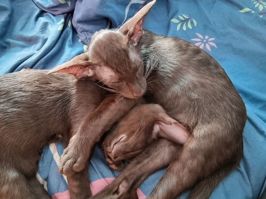 Ориентальные мальчики Гавана