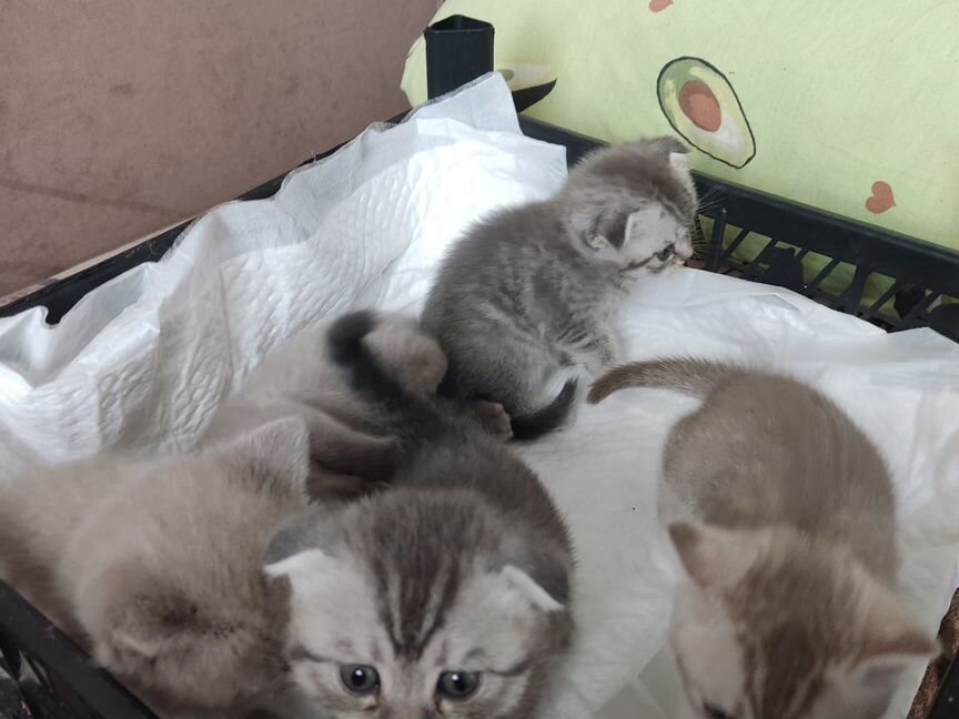 Отдам котят в добрые руки К лотку приучины