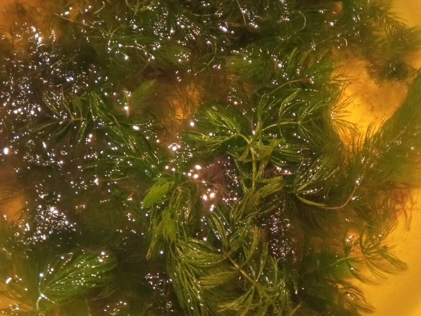 Аквариумные растения прополка