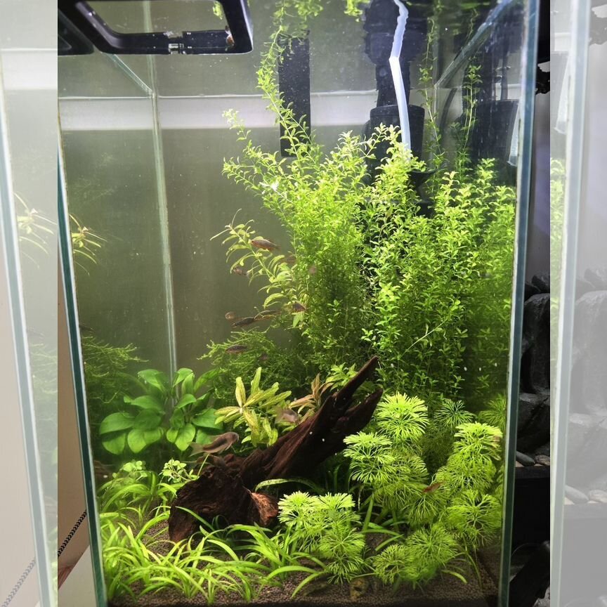 Аквариум Fluval Chi 25л