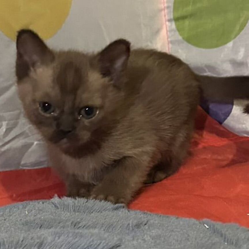 Европейский бурманский котёнок