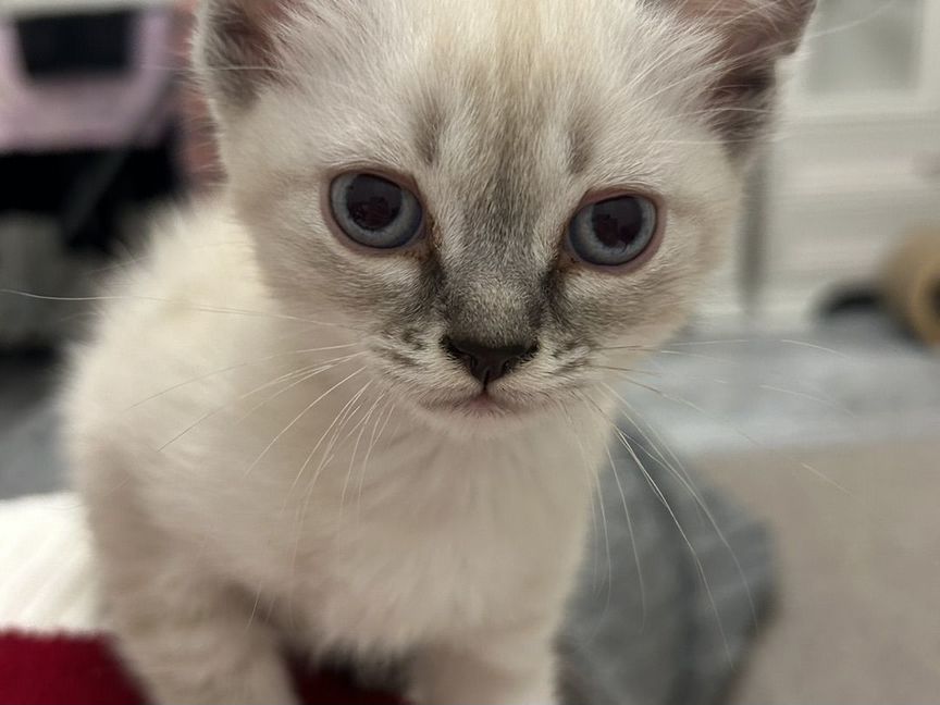 Котятя-булочки