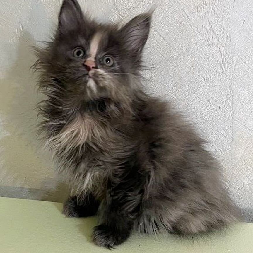 Котята Мейн-кун