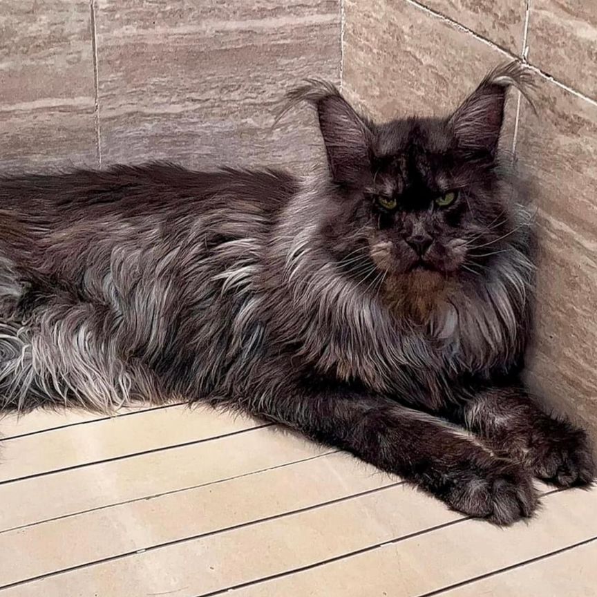 Мейн-кун котёнок