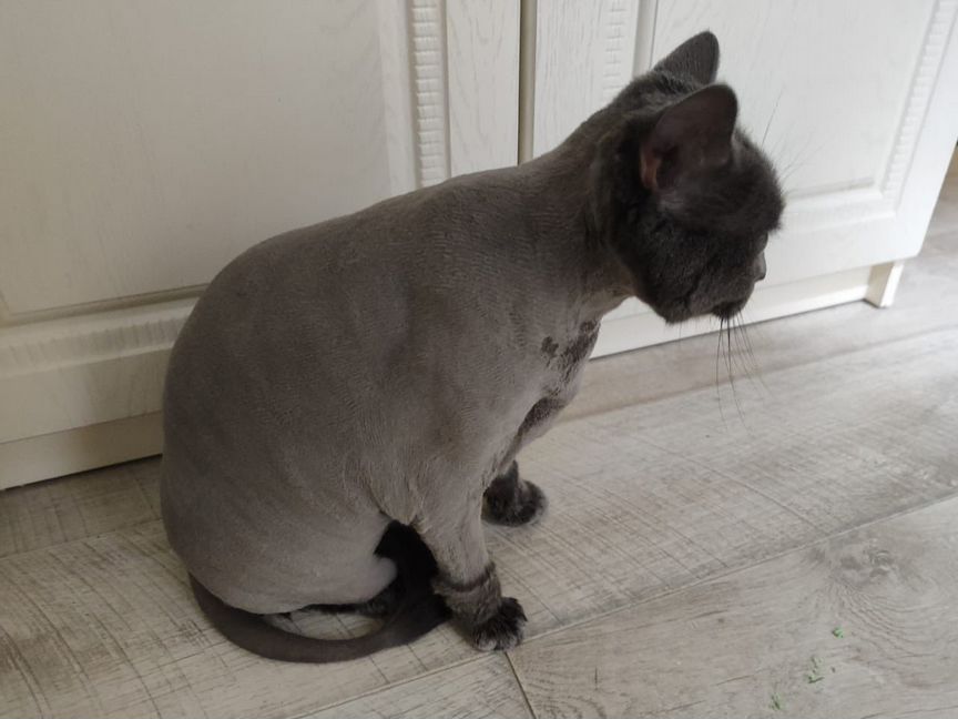 Кошки в добрые руки породистые