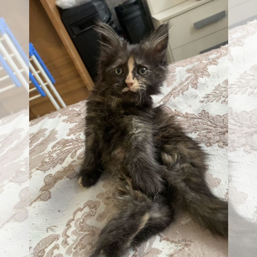 Мейн-кун котёнок
