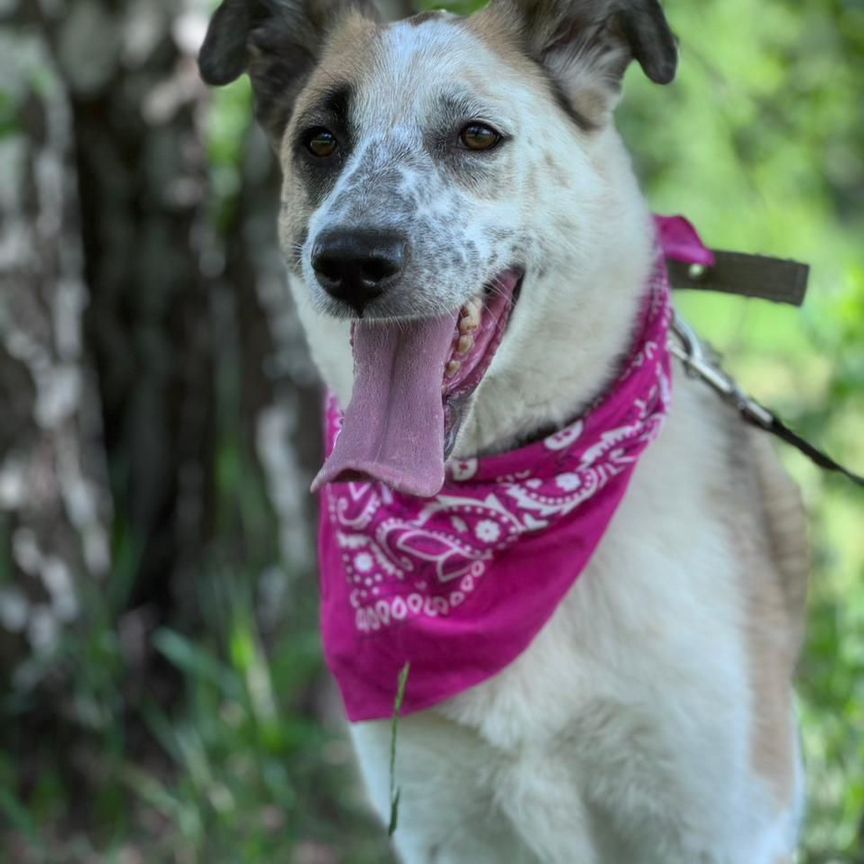 Лолита собака из приюта в добрые руки
