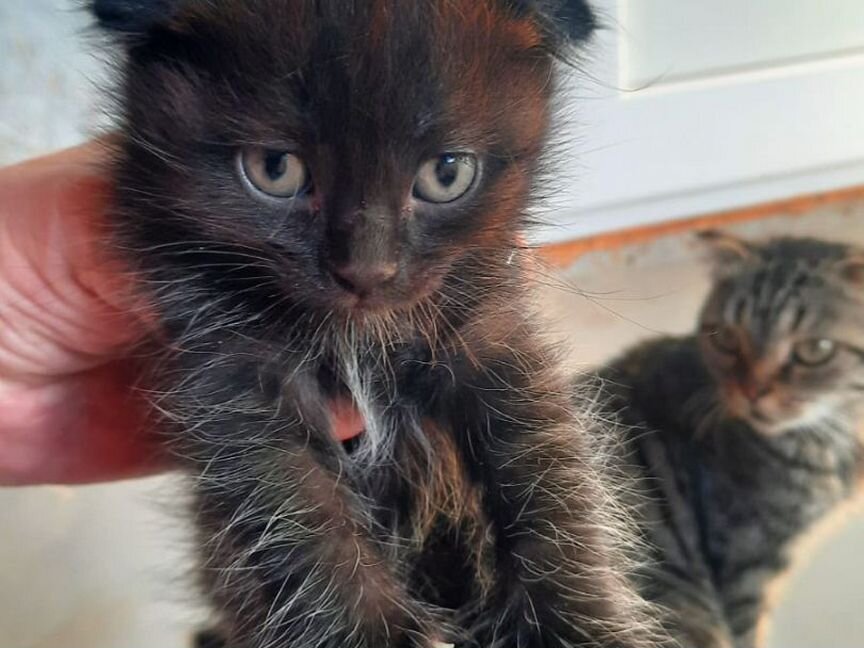 Британские вислоухие котята