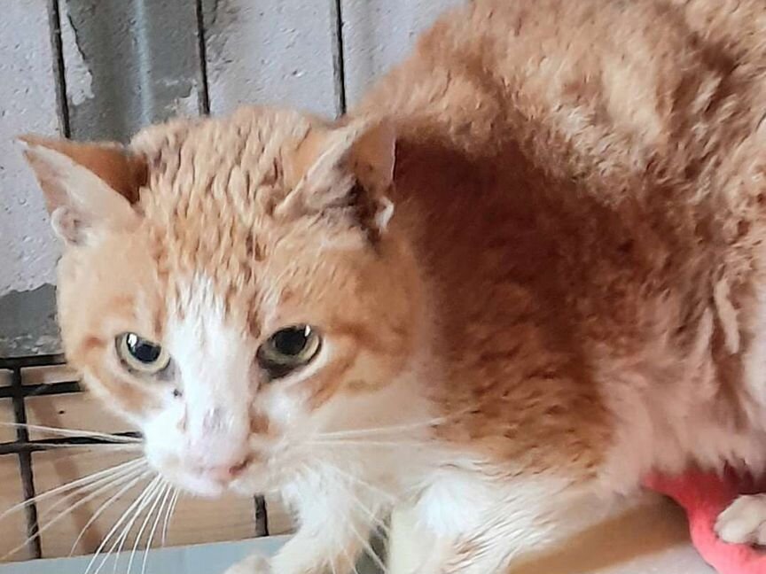 Кошкам и котятам нечего кушать,беда