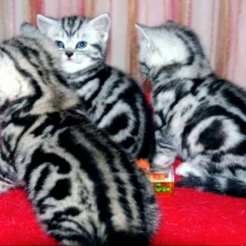 Плюшки Мрамор на Серебре