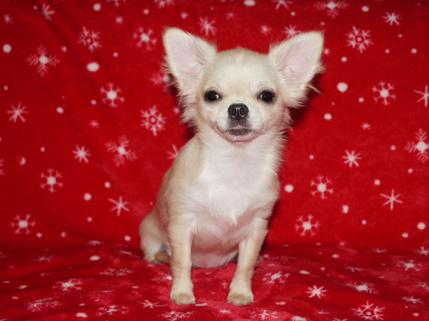 Чихуахуа девочка в продаже