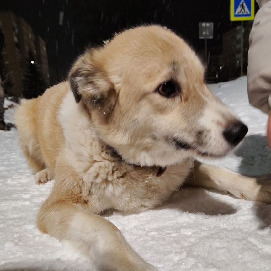 Взрослая собака в добрые руки